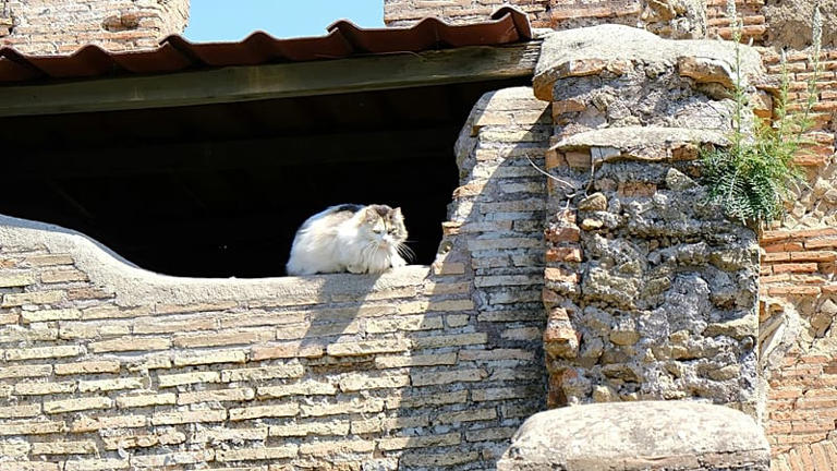 Roma di corsa con i gatti: nuovo tour running nell'Eterna Città