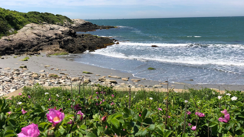 15 best native plants to grow if you live in New England