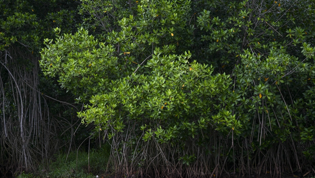 Mangroves making a quiet comeback for our coasts