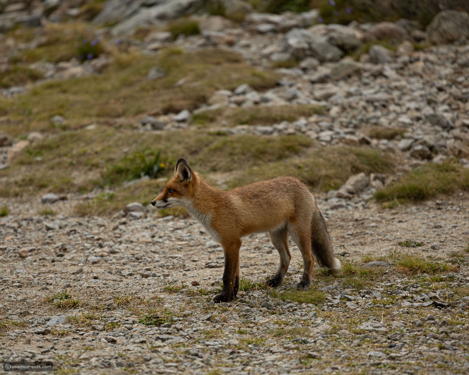 9 expert-recommended actions to take after spotting a fox