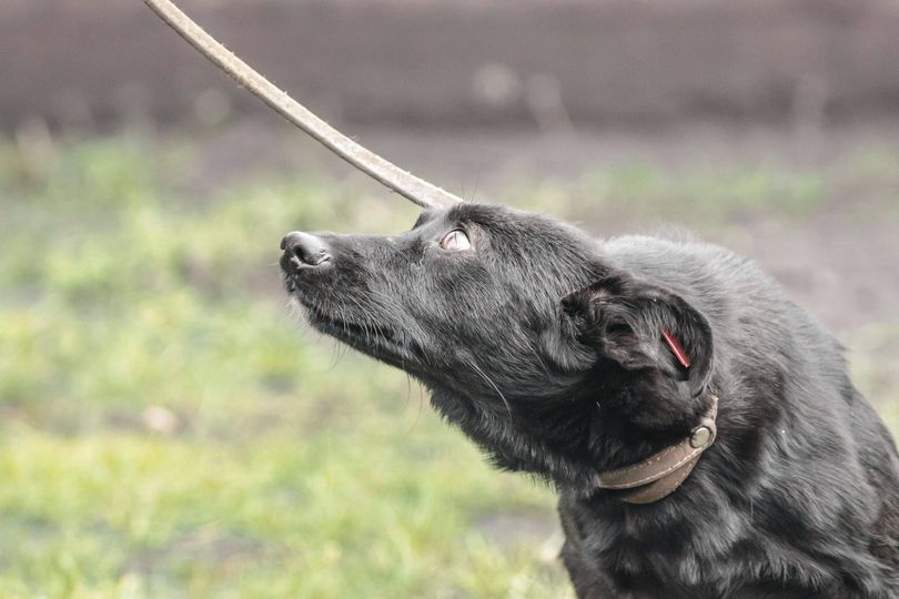 Dog expert shares heartbreakingly common gesture signalling your pet is ...