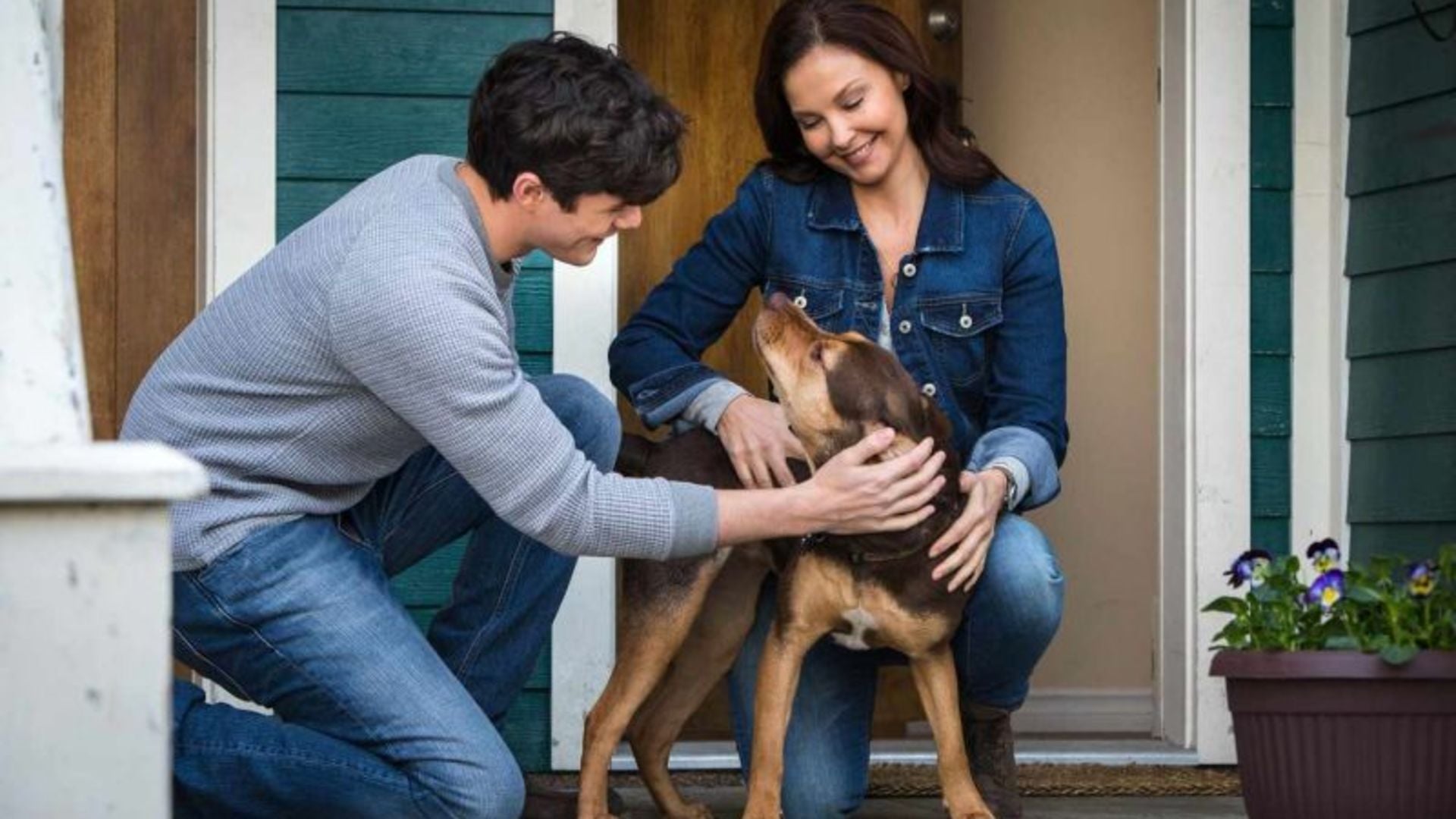 Heb jij 'A Dog's Way Home' al gezien voor hij verdwijnt van Netflix ...