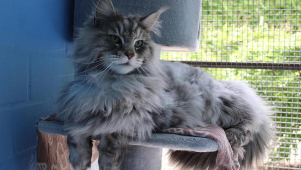 Großer Kater, großes Herz: Simba hofft in Braunschweig auf eine zweite ...