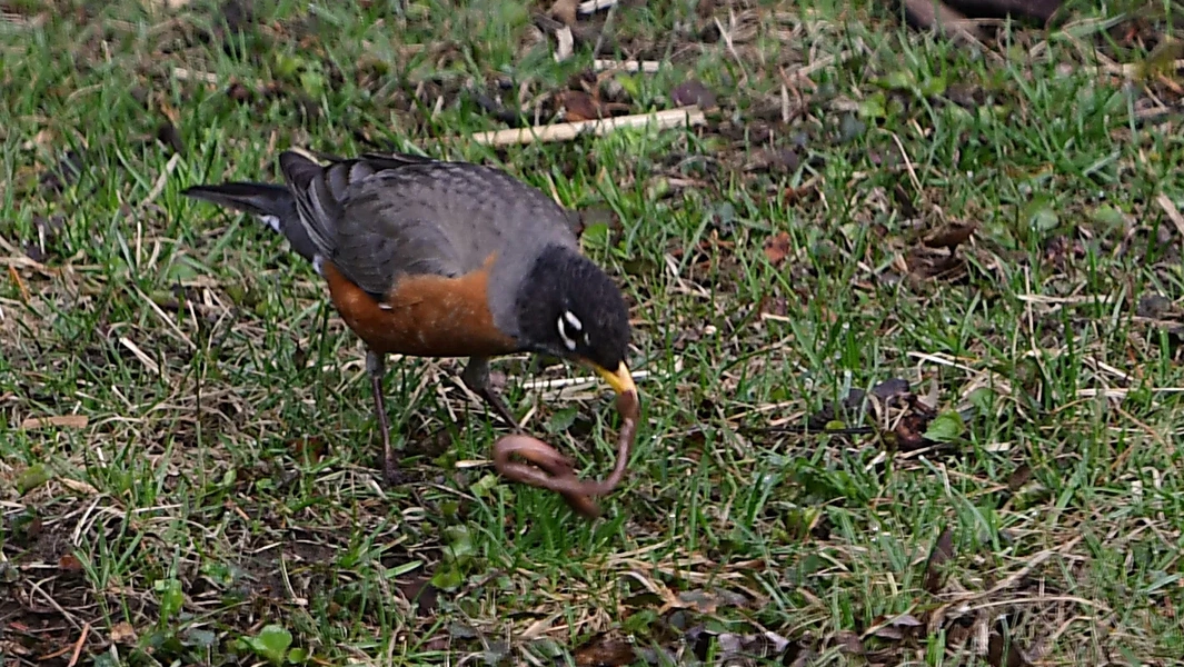 Turn your yard into a robin paradise