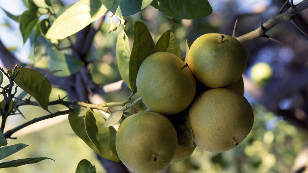 Los Angeles neighbor’s grapefruit giveaway turns into community harvest