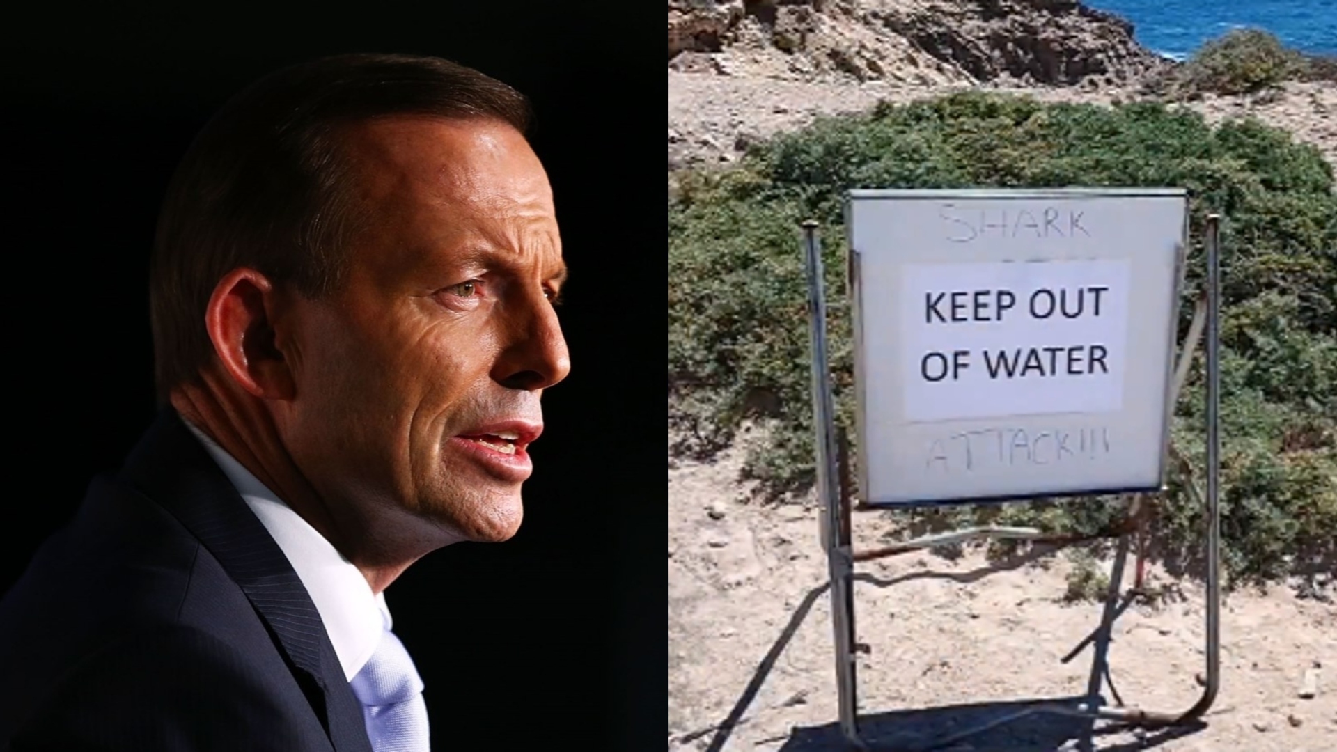 'It's so wrong': Tony Abbott urges return of shark culling following ...