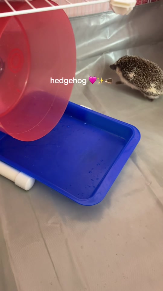 Cute hedgehog at work