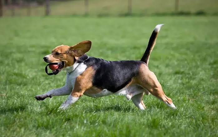 Rescued beagle Omelette found alive after alligator fears