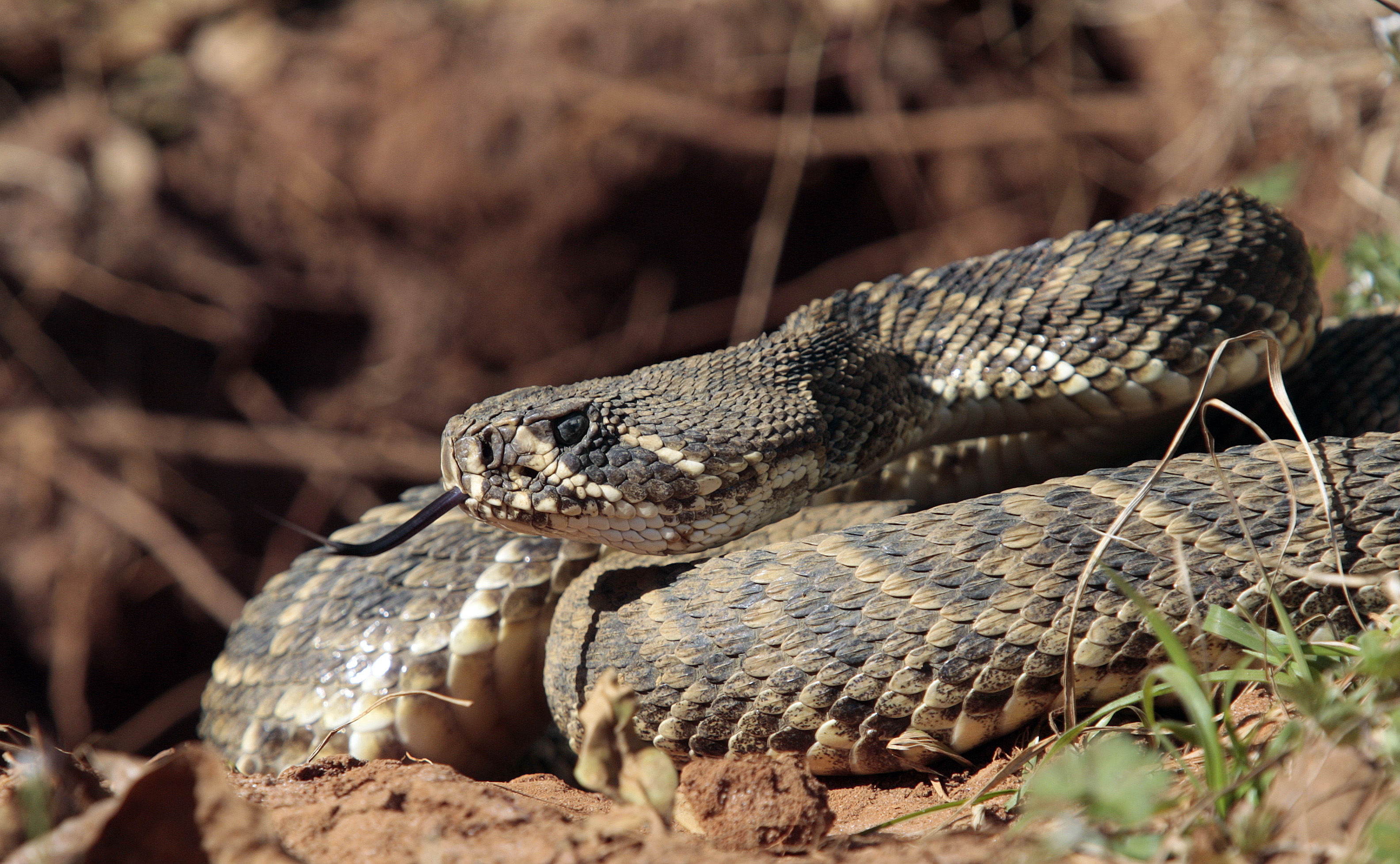 Niño alerta sobre serpiente de cascabel en guardería de Los Ángeles