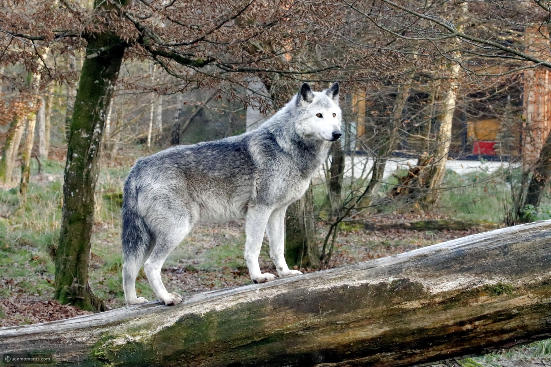 10 animals protected by state and local wildlife laws