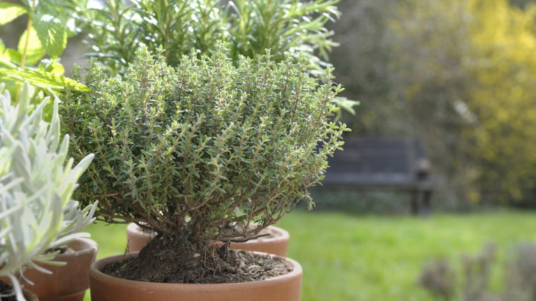 When and how to harvest thyme so it keeps growing – pick the herb at ...