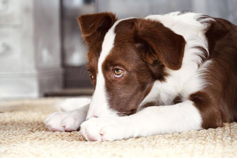 Dog expert shares heartbreakingly common gesture signalling your pet is ...
