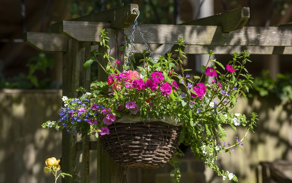 Hanging plant ideas to refresh your home