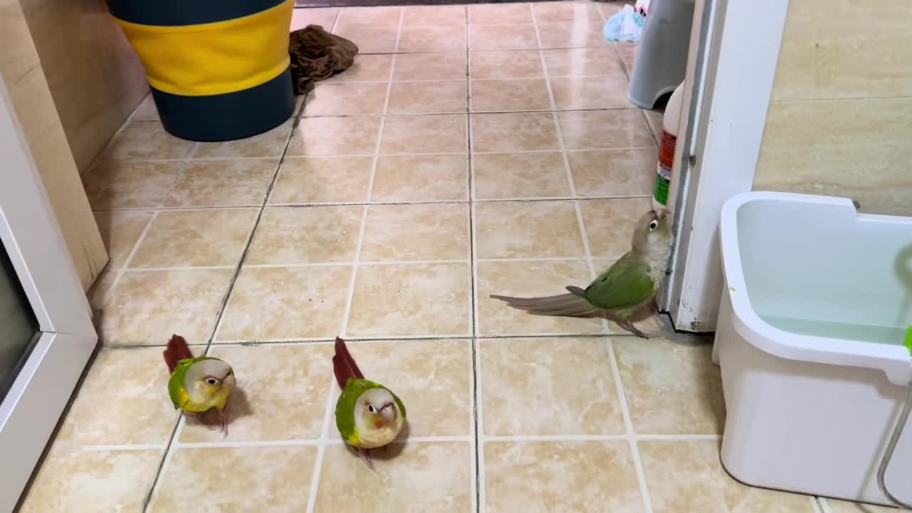 Three parrots create knocking sound while pecking door frame in Anhui ...