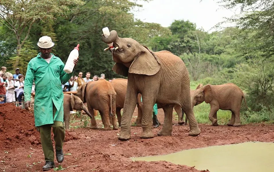 Orphaned elephant's slow drinking charms keepers and highlights care work