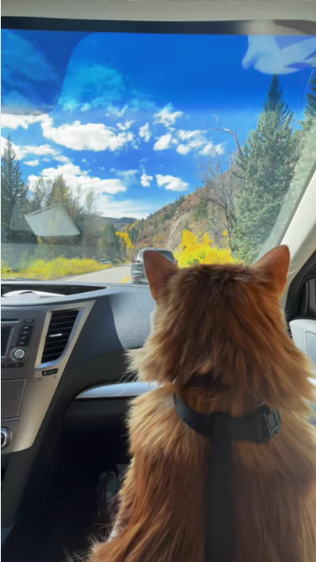 Adventure cat explores Colorado on a road trip