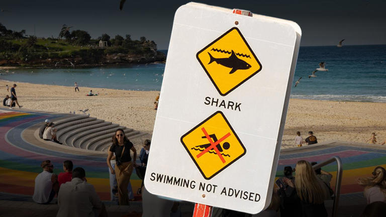 Great white shark culls ruled out after shocking attack