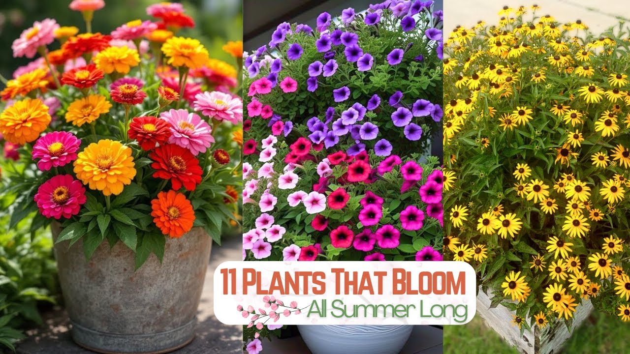 Easy garden plants that bloom all summer without effort