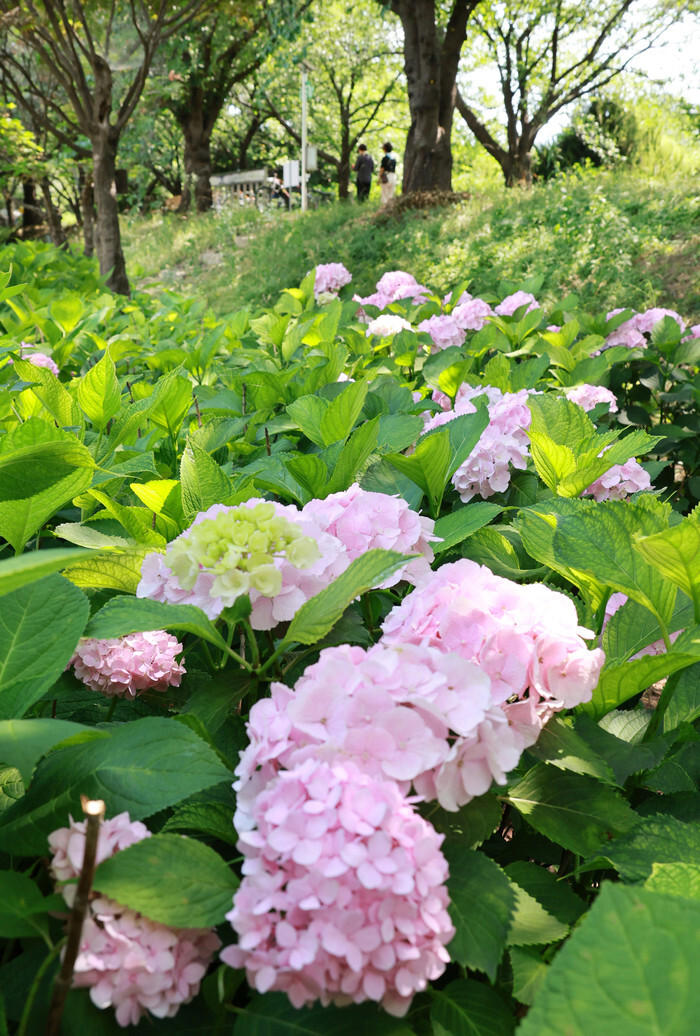Hydrangea flowers