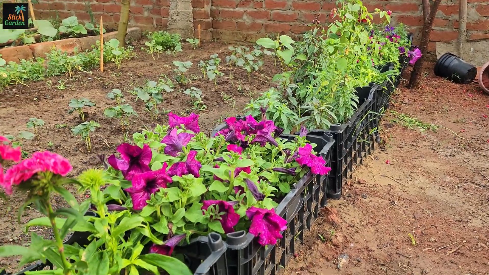 A relaxing walk through a beautiful spring vegetable garden