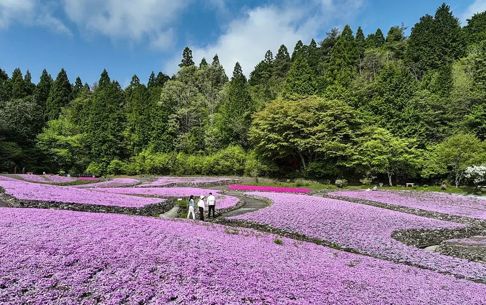 Phlox flowers that transform your garden space