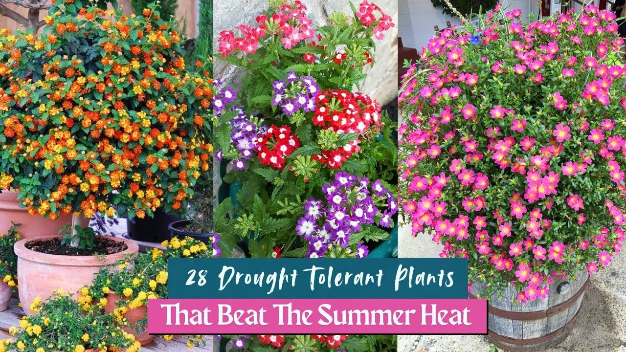 28 tough plants that thrive in extreme summer heat