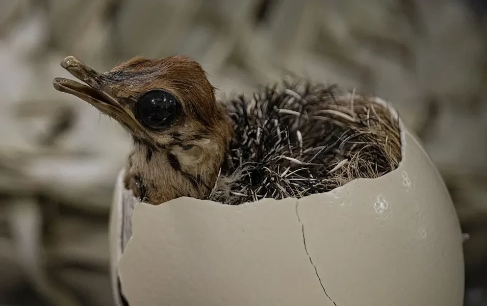 Viral baby ostrich video spotlights species’ extreme eye-to-brain ratio