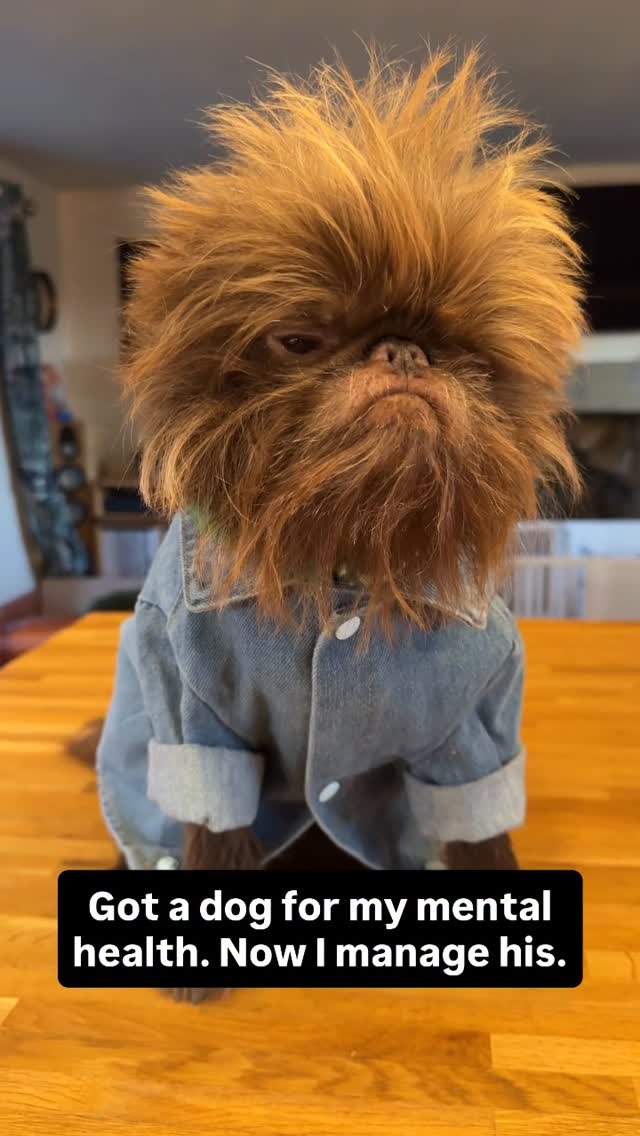 Treat-loving Brussels Griffon