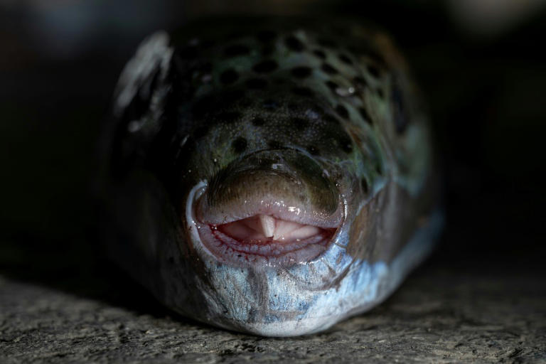 Greek fishermen struggle to keep up with pufferfish invaders