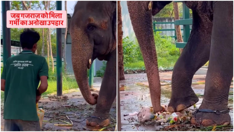 UP zoo elephant's fruit-filled ice block video sparks debate over chain ...