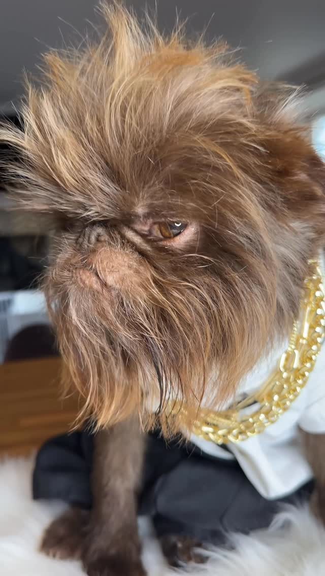 Funny dog reactions at home