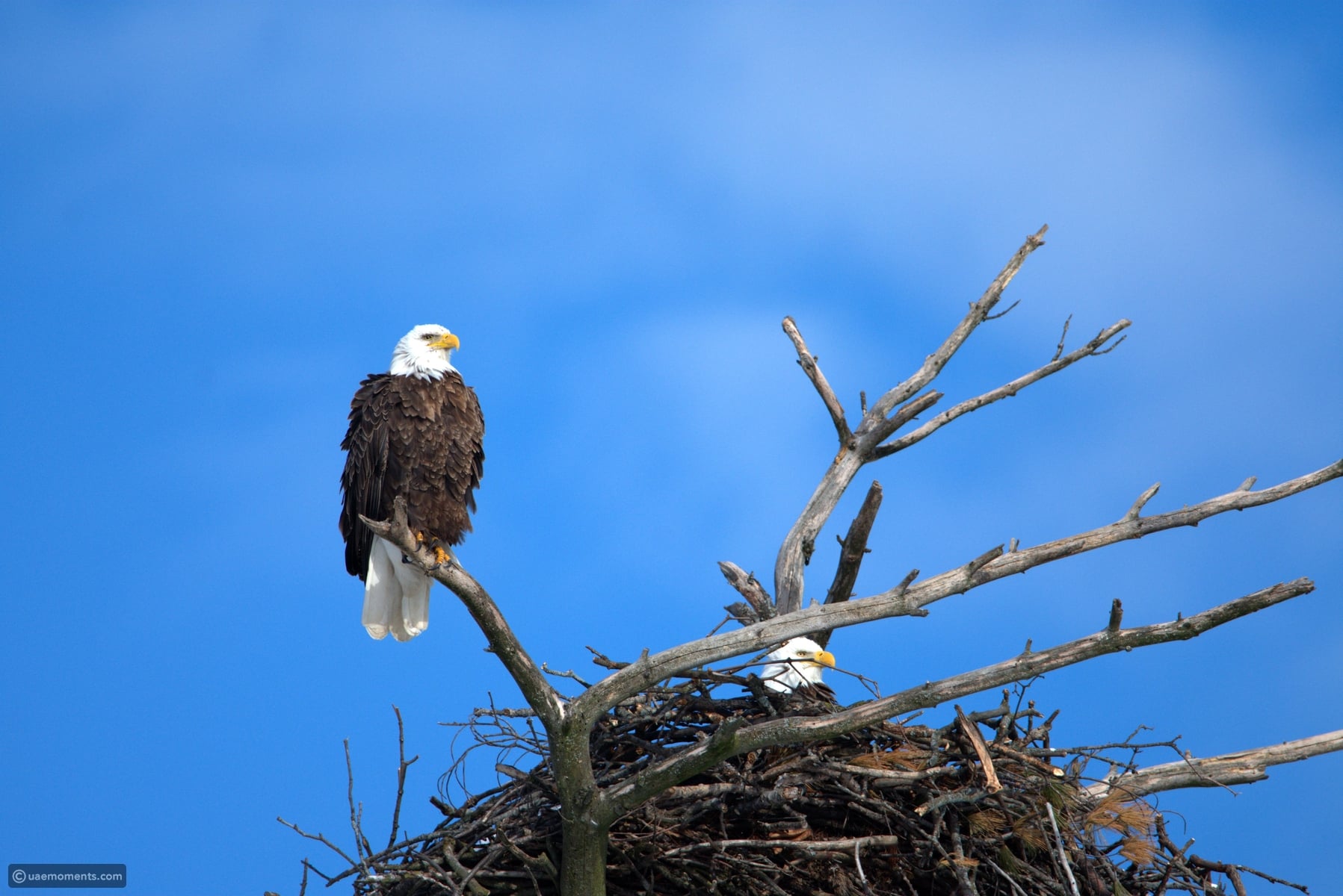 10 animals protected by state and local wildlife laws