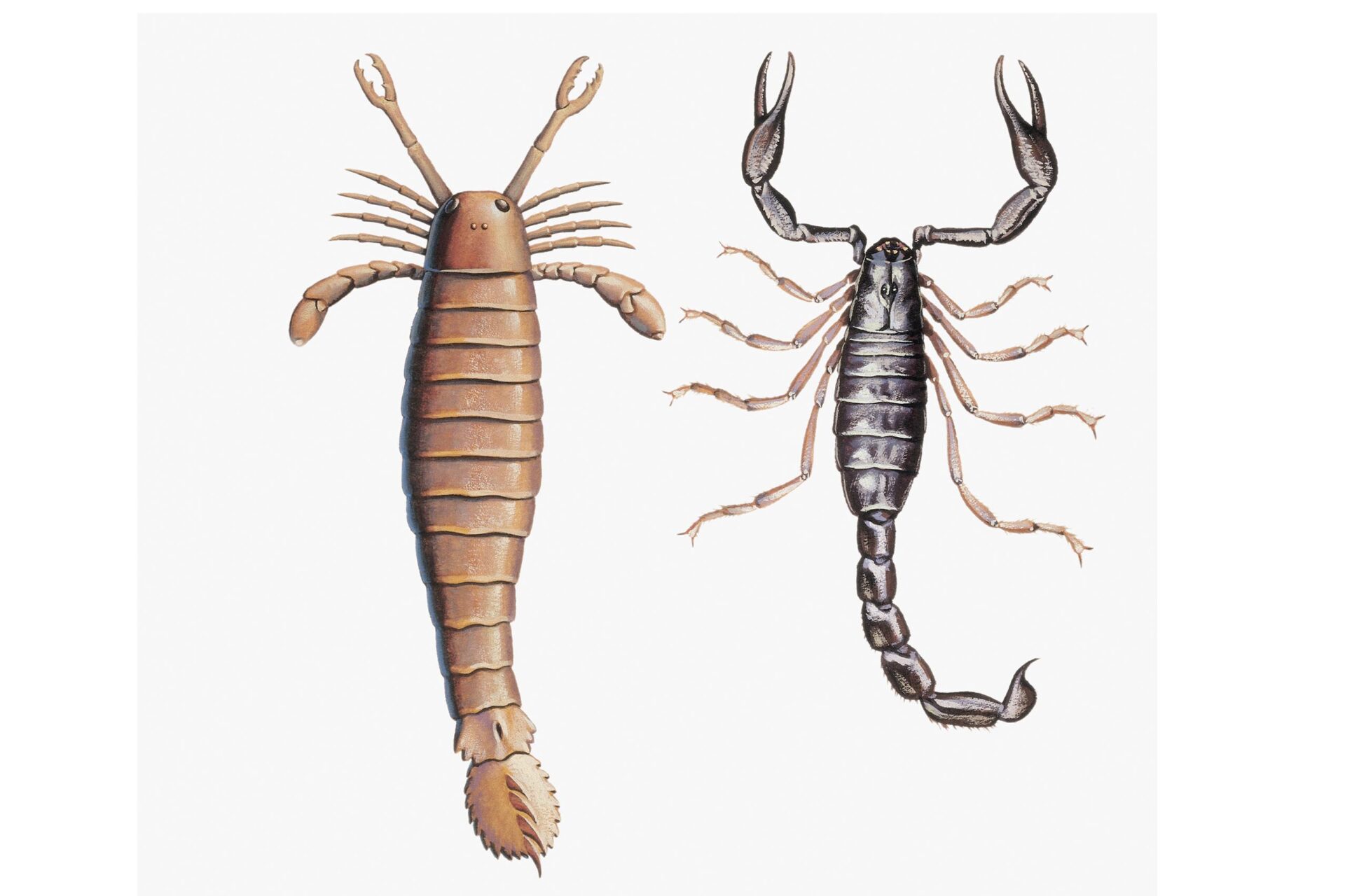 The creepy one-meter scorpion that lived on Earth