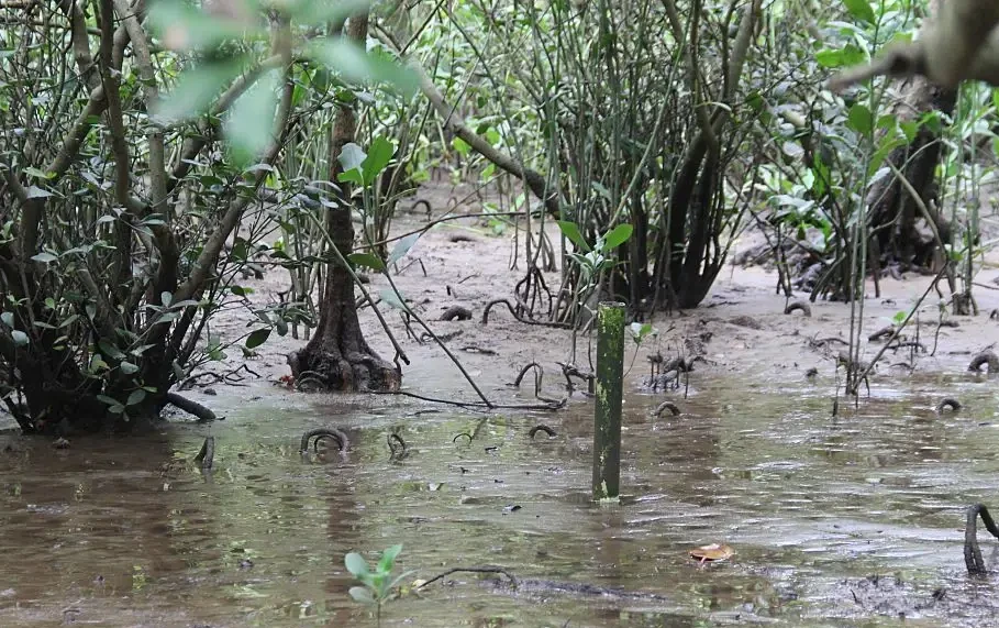 Mangroves making a quiet comeback for our coasts