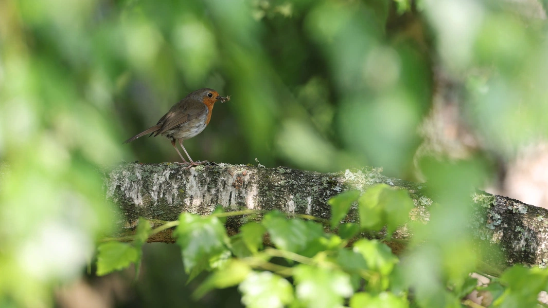 Turn your yard into a robin paradise