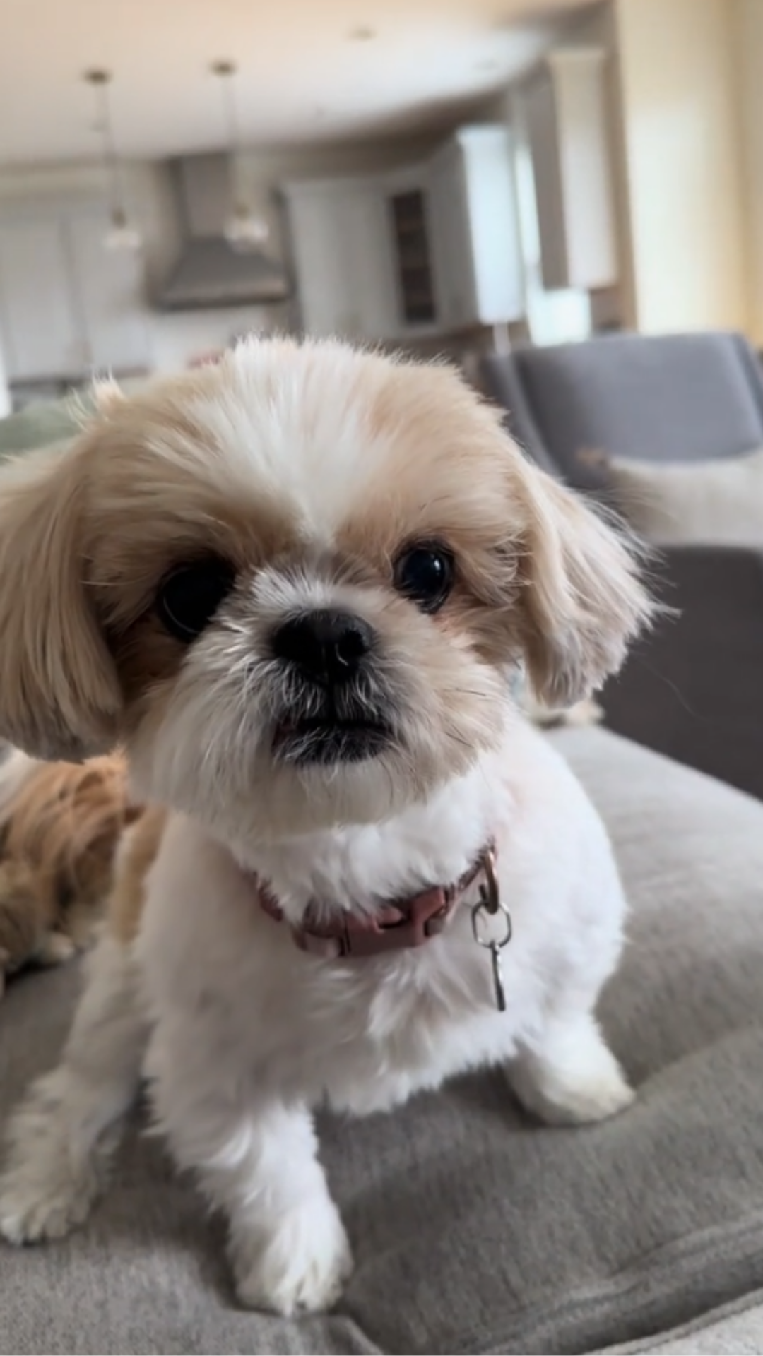 Stop playing games, mom, Stella wants attention now