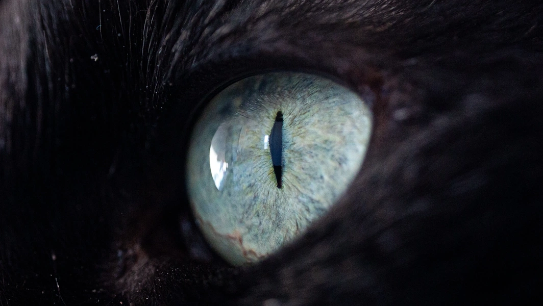 Decode your cat’s secret language and moods