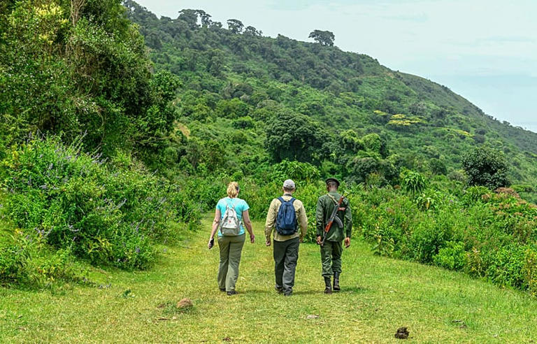 Efekt Attenborougha napędza boom na turystykę goryli w Rwandzie