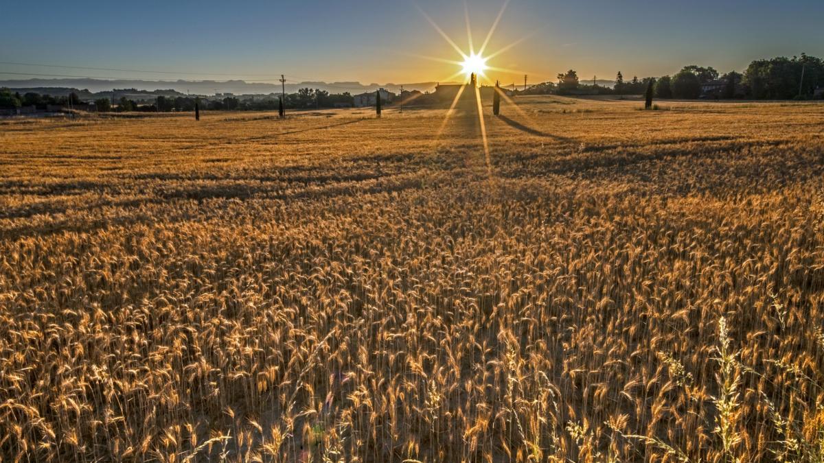 El sol de los campos de cebada