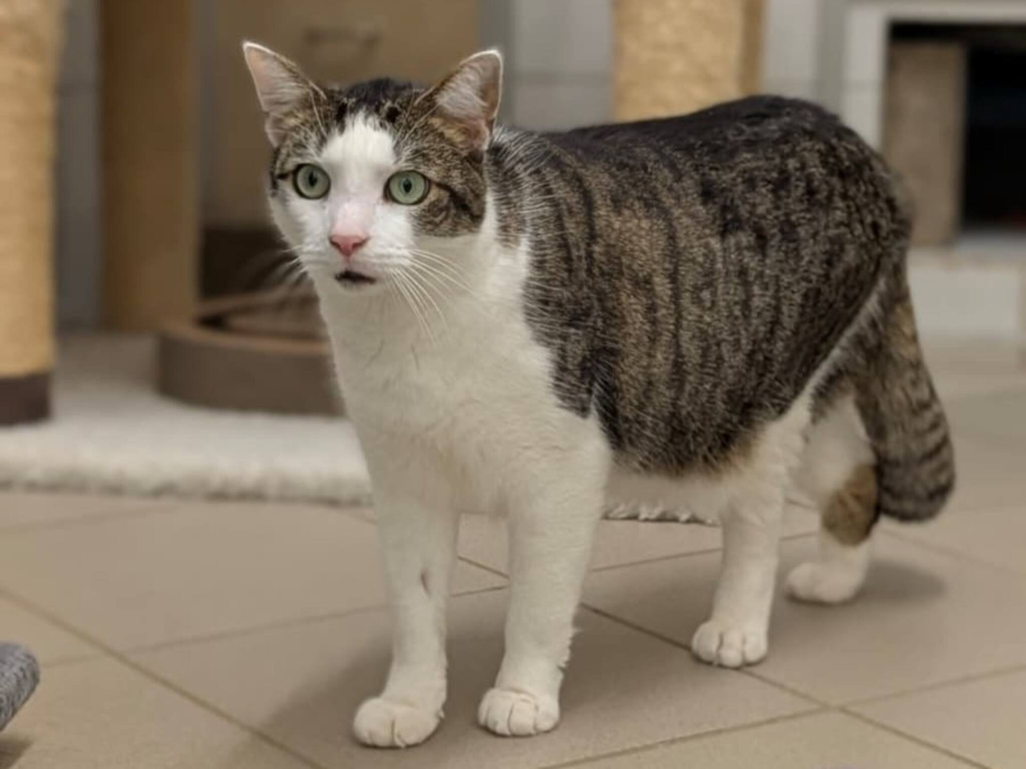 Kater Charly ist schon wieder zurück im Tierheim