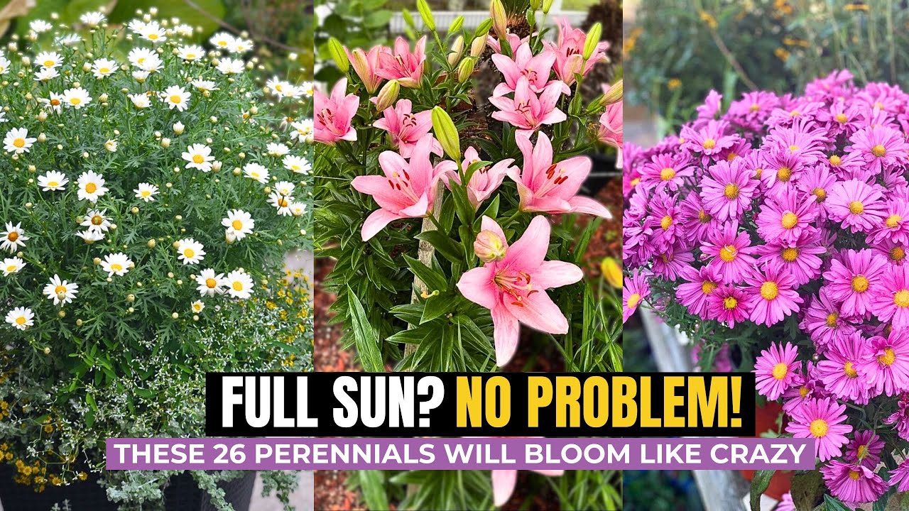 Heat loving perennials that thrive in full sun gardens