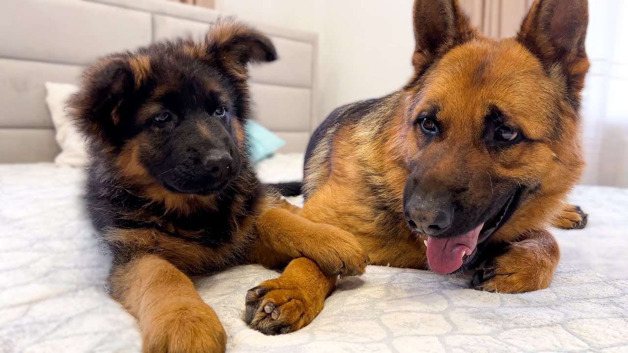 Duitse herder-pup eist aandacht op van een Duitse herder