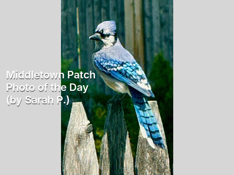 🌱 Patch AM: Middletown Community Blood Drive - NY Mets Tickets & Girl ...