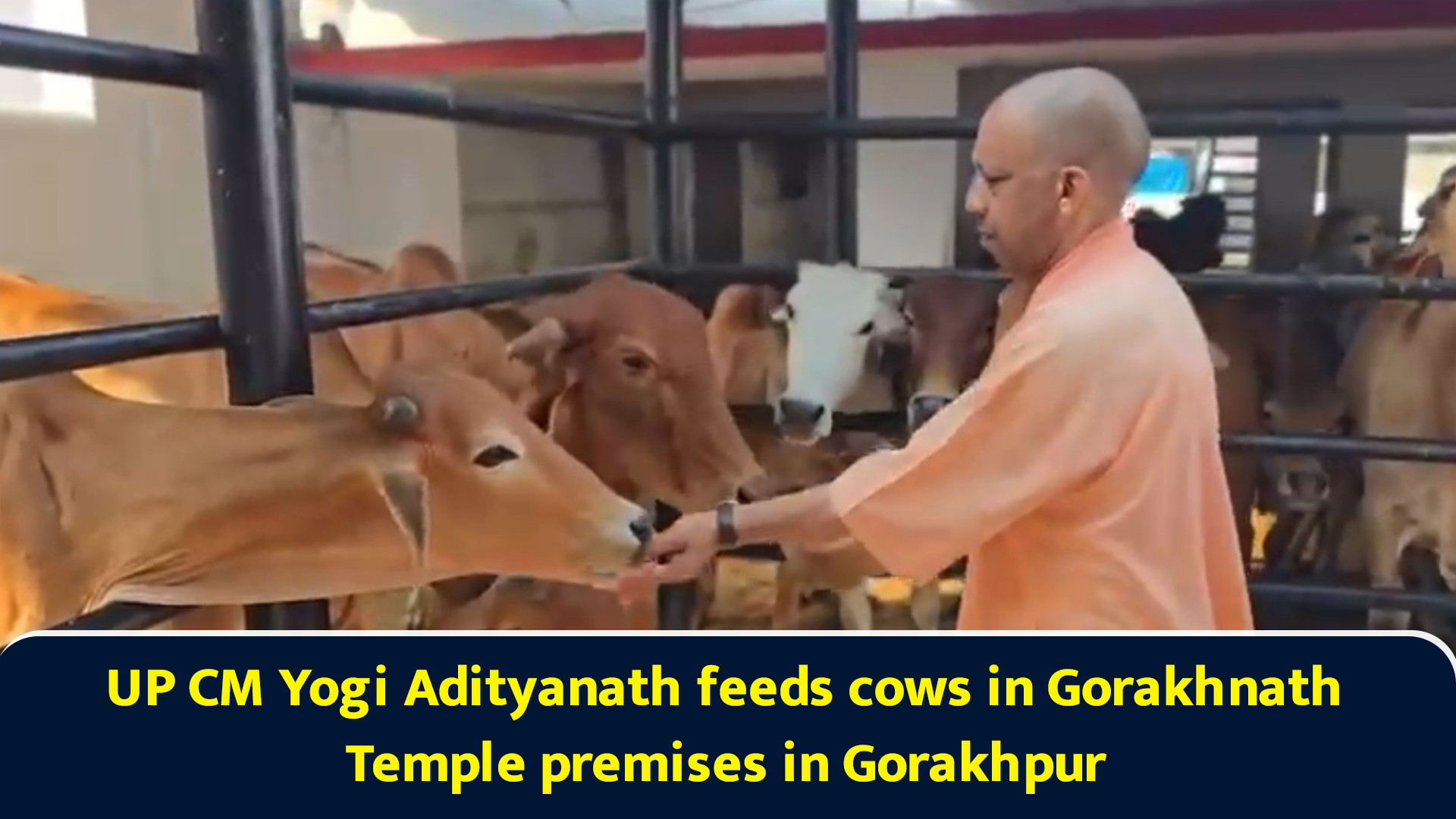UP CM Yogi Adityanath feeds cows in Gorakhnath Temple premises in Gorakhpur