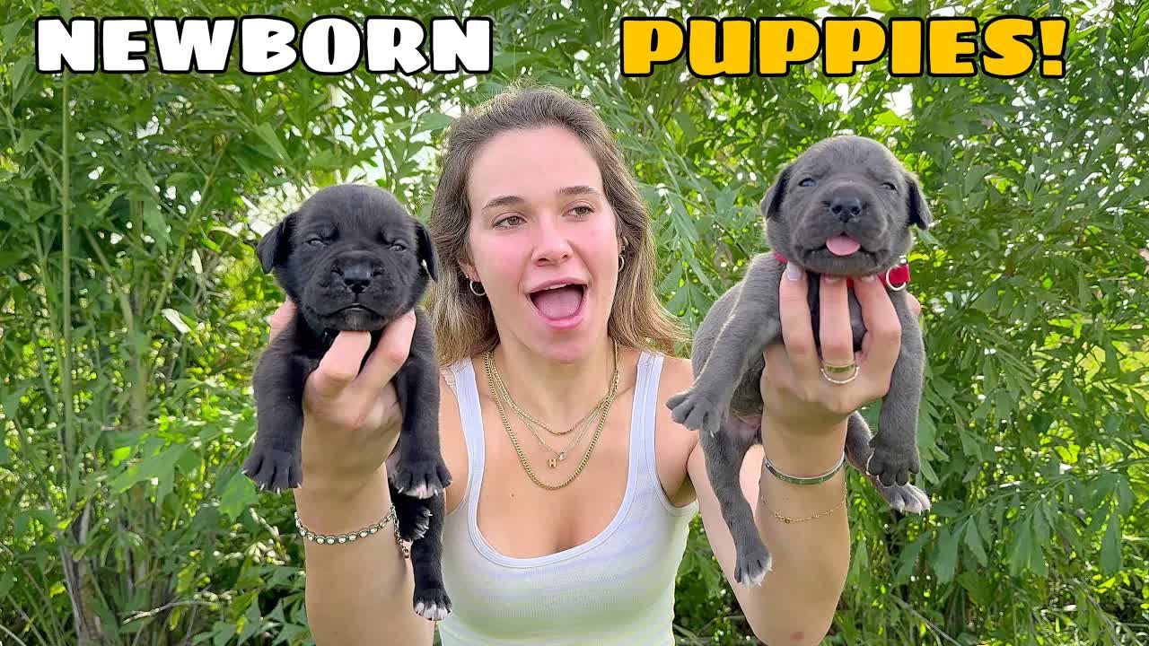 Newborn puppies open their eyes and take in the world for the first time