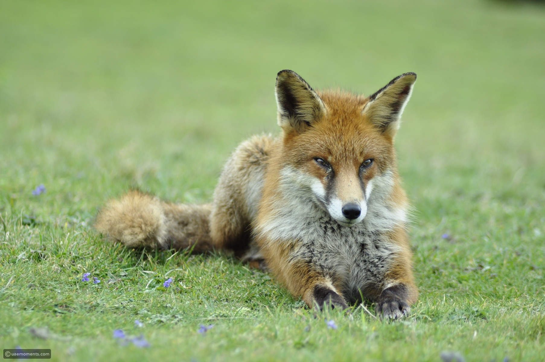 9 expert-recommended actions to take after spotting a fox