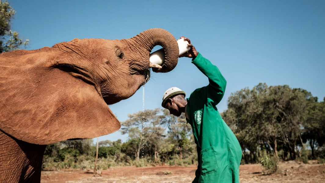 Orphaned elephant's slow drinking charms keepers and highlights care work