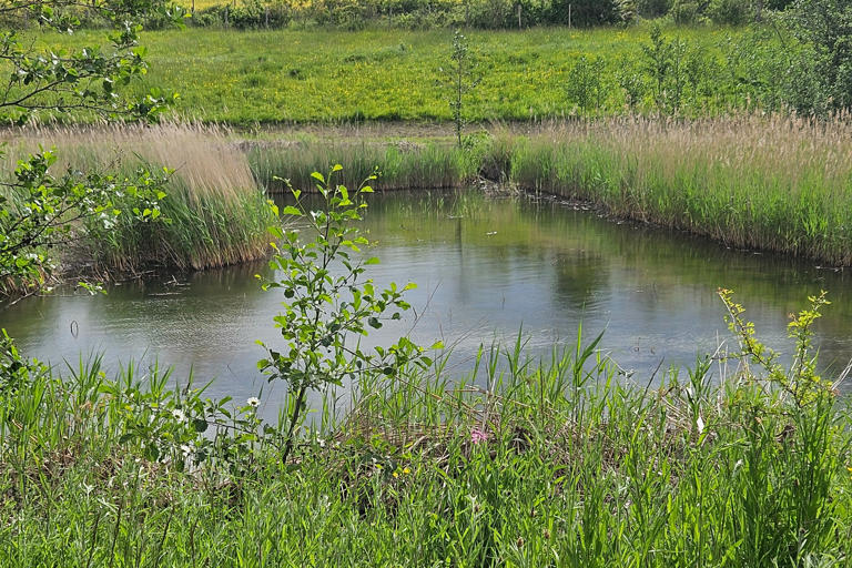 Spring clean for the ponds at North Tyneside nature spot