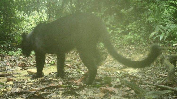 Black panther captured on camera trap for first time in Assam's Dulung ...