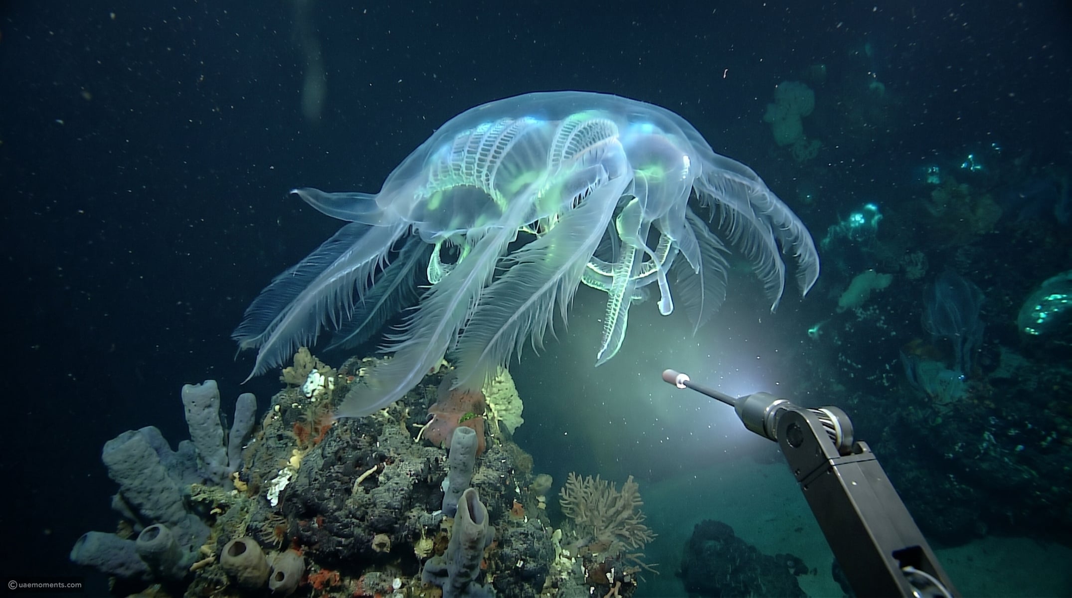 Discover the remarkably long-living tissue found in sea creatures